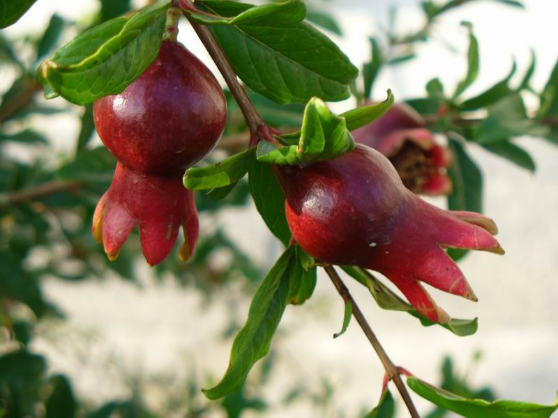 Азербайджанский гранат - Детский Портал Знаний