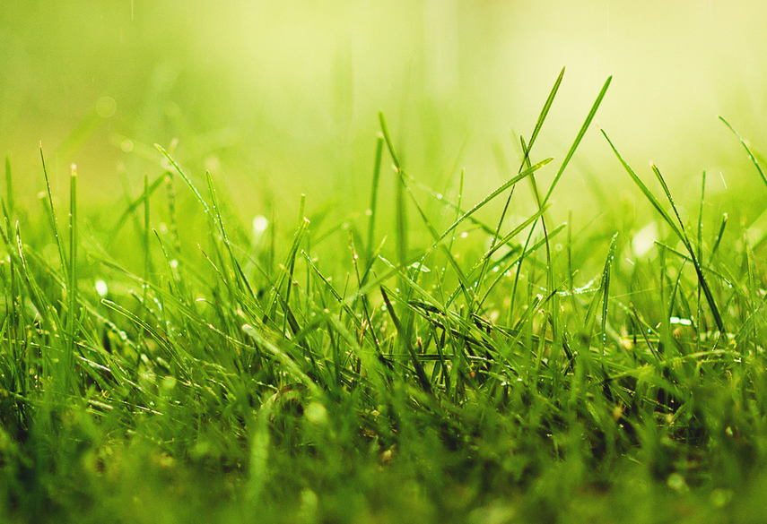 Otlar niyə yaşıl olur? - Uşaq Bilik Portalı