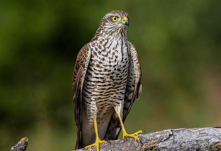 Şahin quşu - Uşaq Bilik Portalı